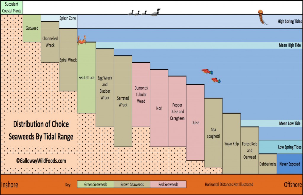 An Introduction to Seaweed Foraging – Galloway Wild Foods