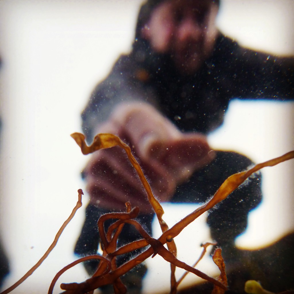 An Introduction to Seaweed Foraging – Galloway Wild Foods