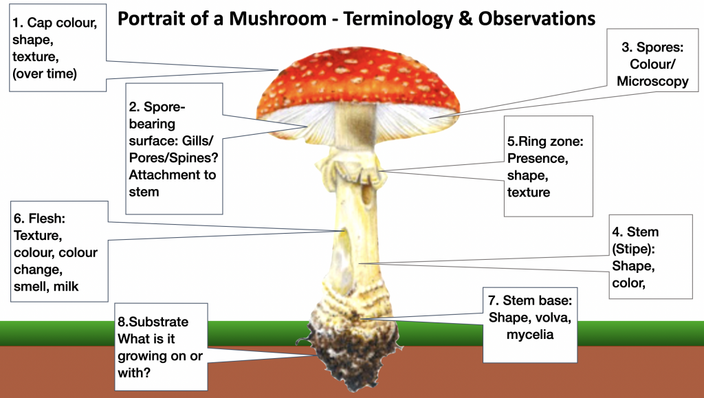 An Introduction to Fungi and Wild Mushroom Identification for Foragers ...