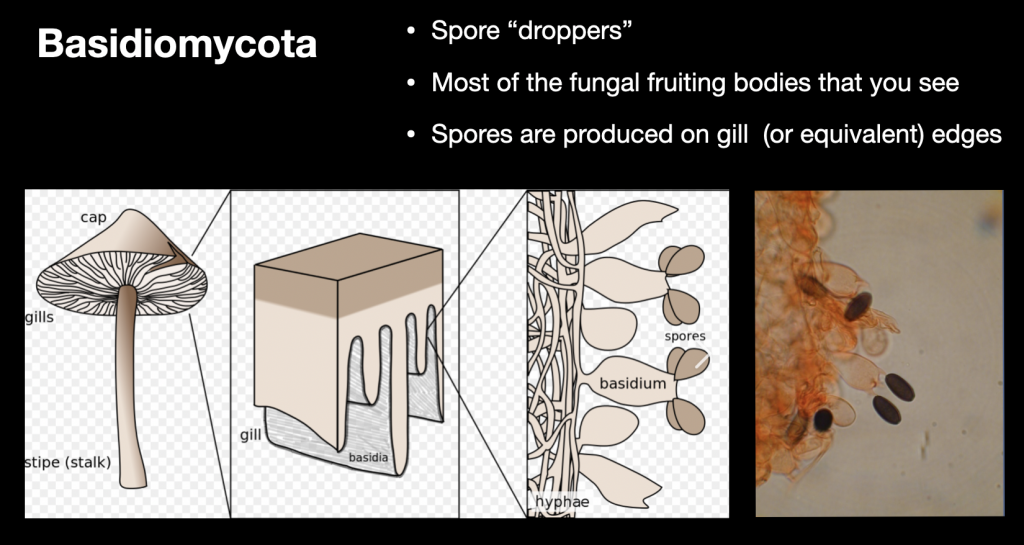 An Introduction to Fungi and Wild Mushroom Identification for Foragers ...