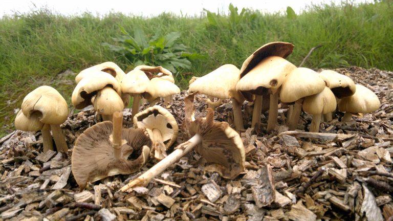 An Introduction to Fungi and Wild Mushroom Identification for Foragers ...