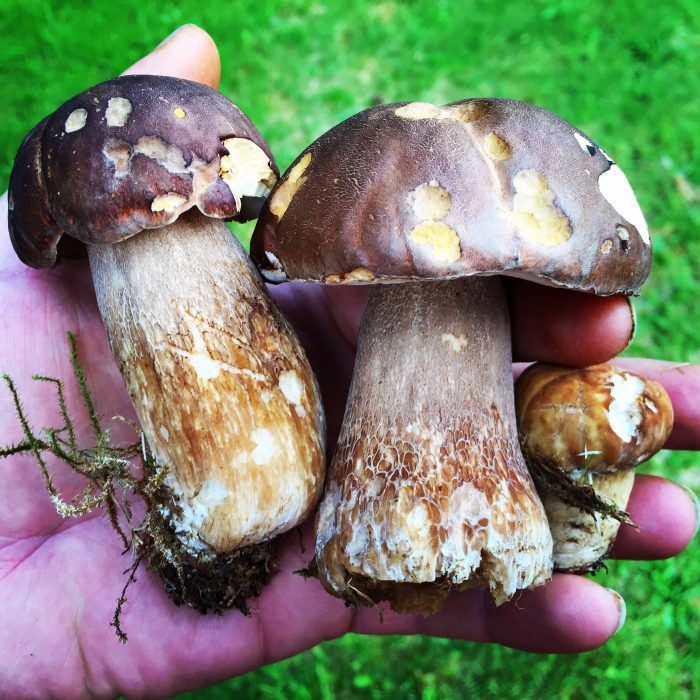 Cep – Identification, distribution, edibility, ecology, sustainable ...