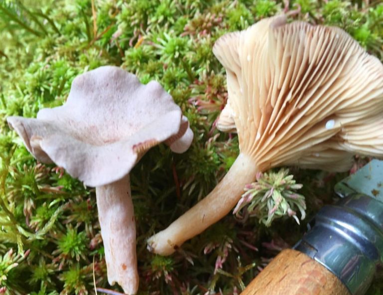 Wild Spices of the UK – Galloway Wild Foods