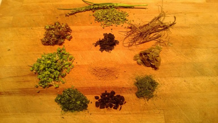 Wild Spices of the UK – Galloway Wild Foods