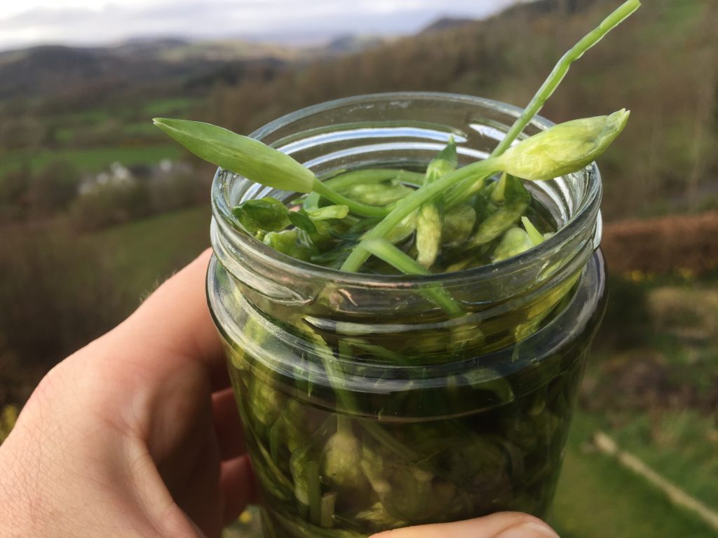 Salted Pickled Wild Garlic Buds – Galloway Wild Foods