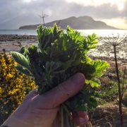 Galloway Wild Foods – Foraging in Scotland's bountiful Southwest