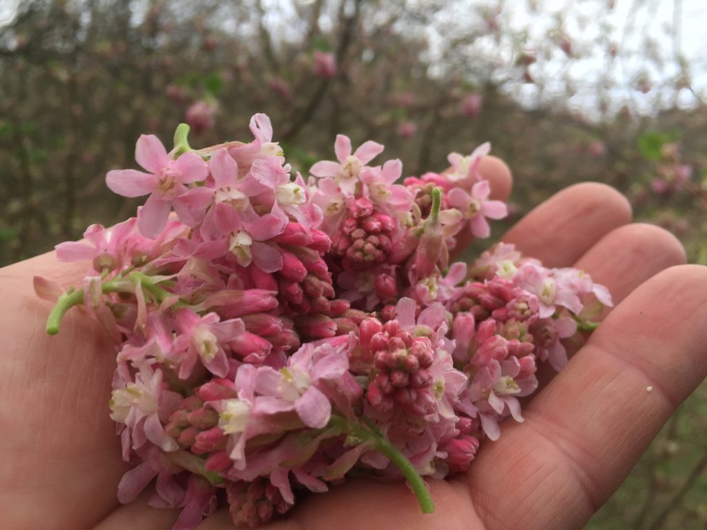 Flowering Currant – Identification, Distribution, Edibility, Recipes ...