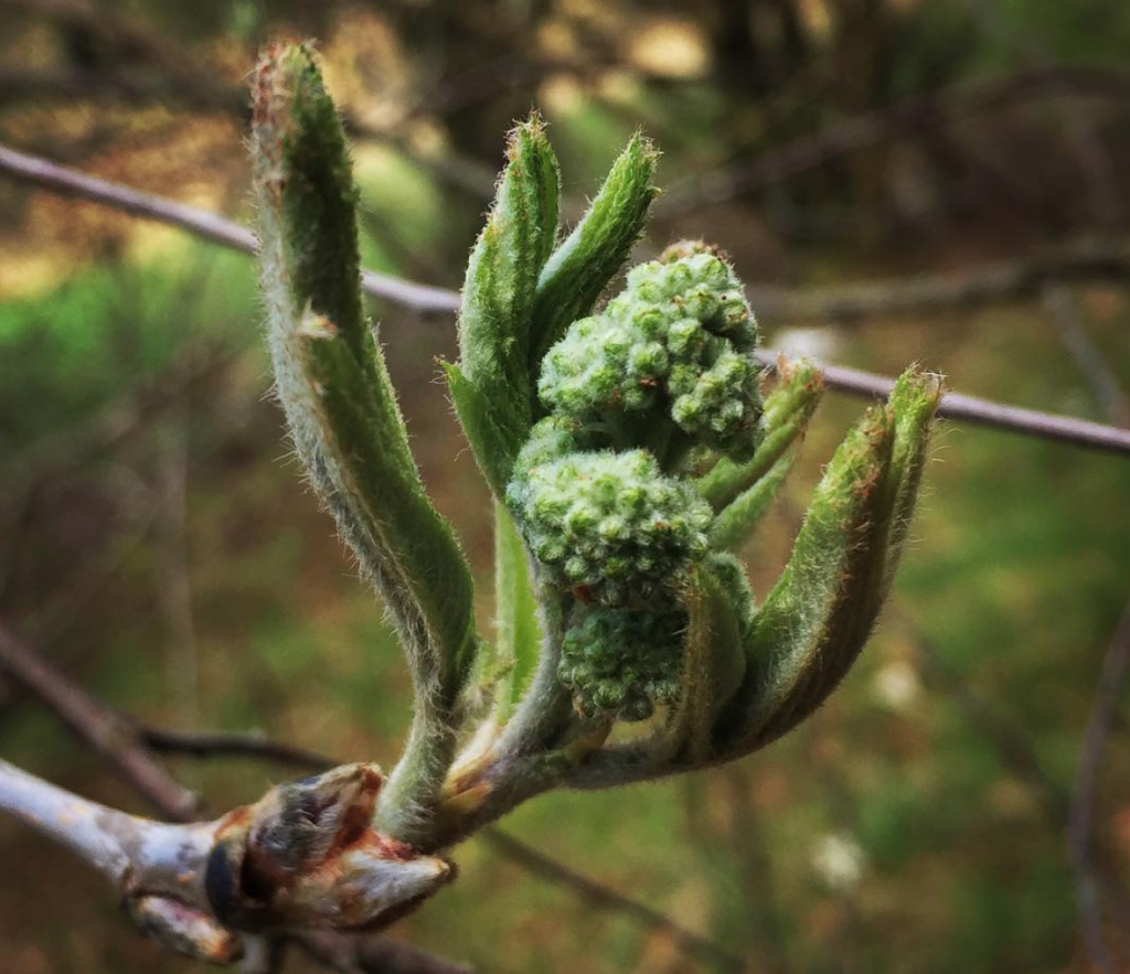 Rowan Buds – Edibility, Identification, Distribution, Ecology ...
