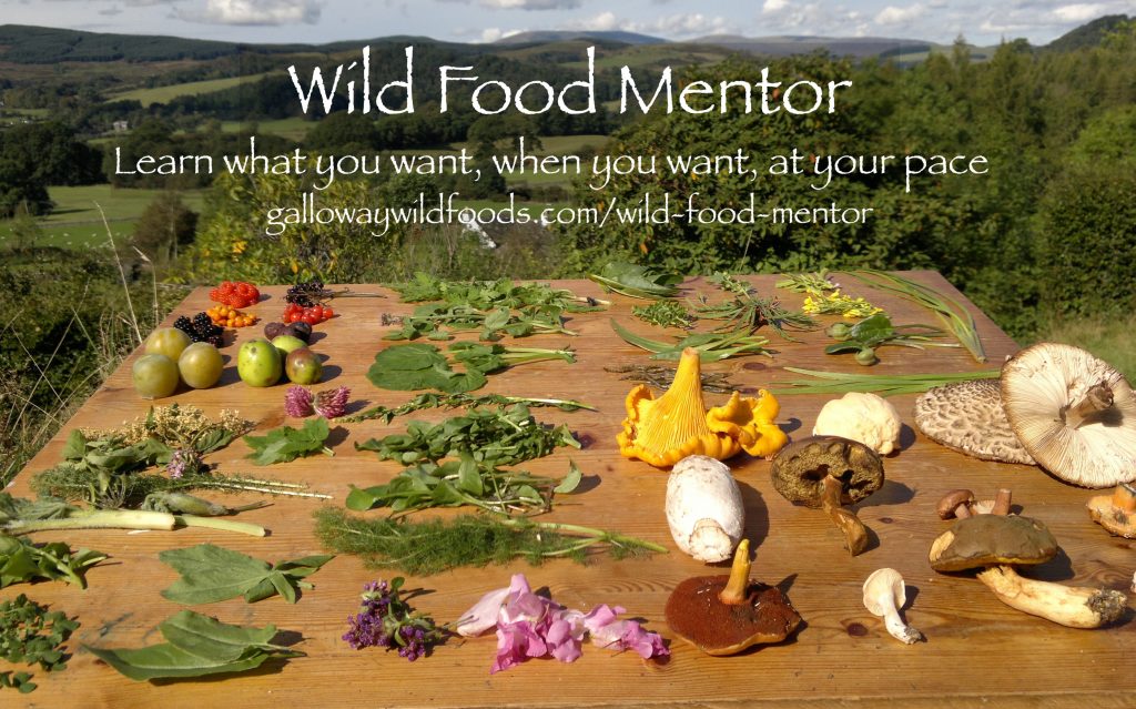 Help Identifying Fungi and Plants as potential Wild Food – Galloway ...