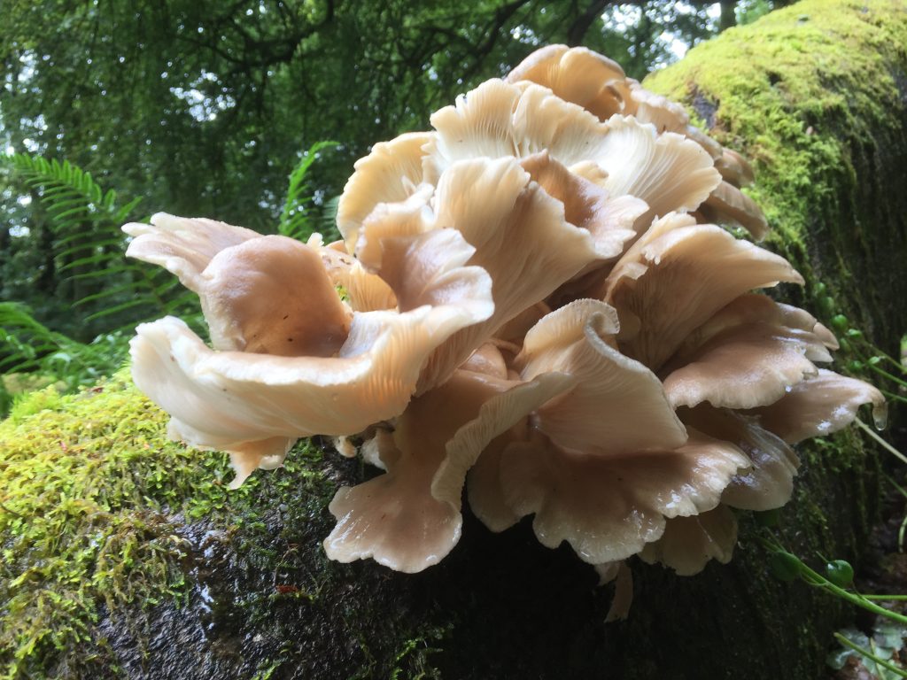 Edible Wild Fungi – Galloway Wild Foods