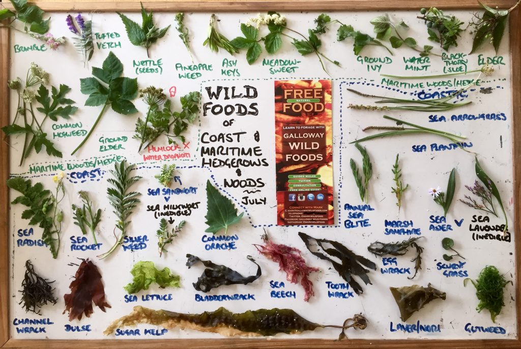 Foraging Guidebook Reviews – Galloway Wild Foods