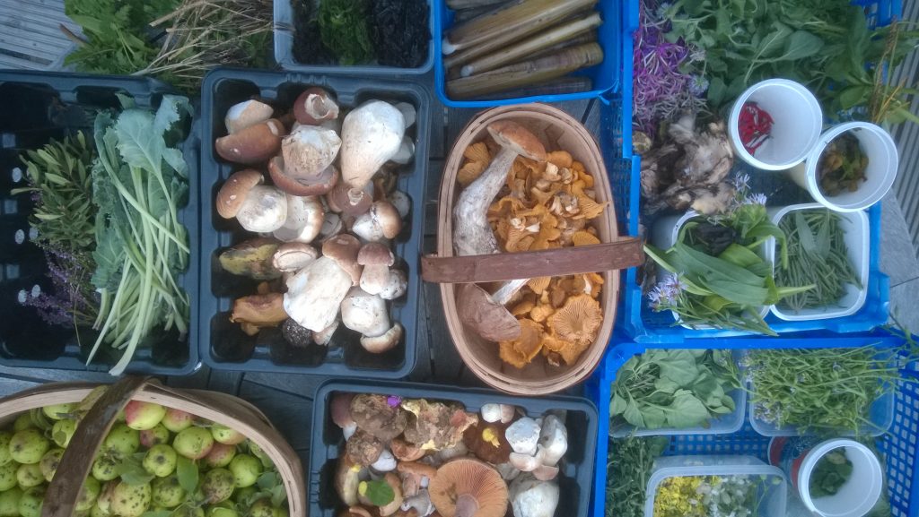 Accrediting Foraging & Wild Food in the UK – Galloway Wild Foods