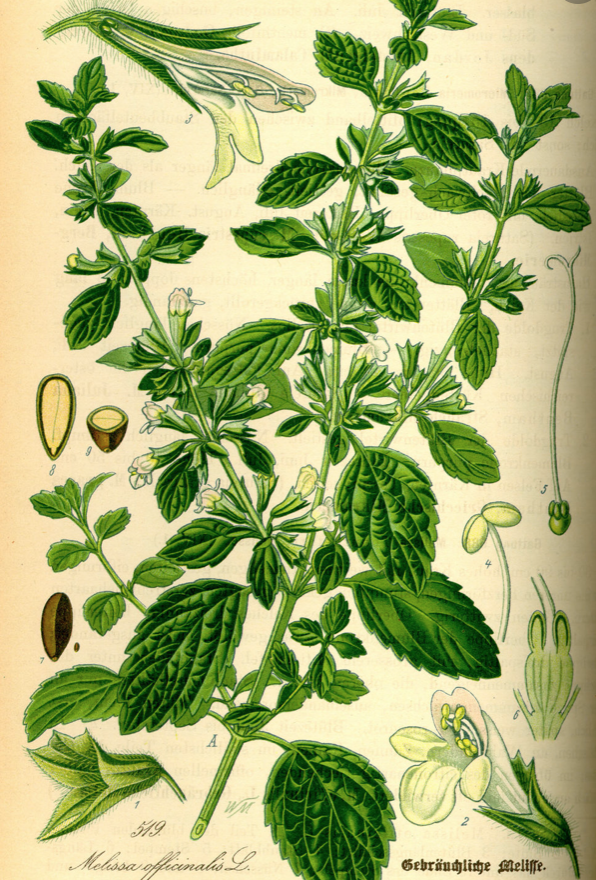 Lemon Balm – Identification, Edibility, Distribution, Ecology, Recipes ...