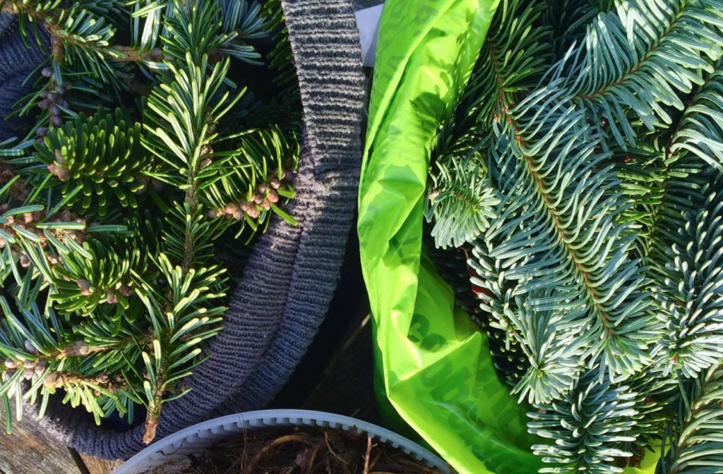 Forager’s Guide to Conifers – Galloway Wild Foods