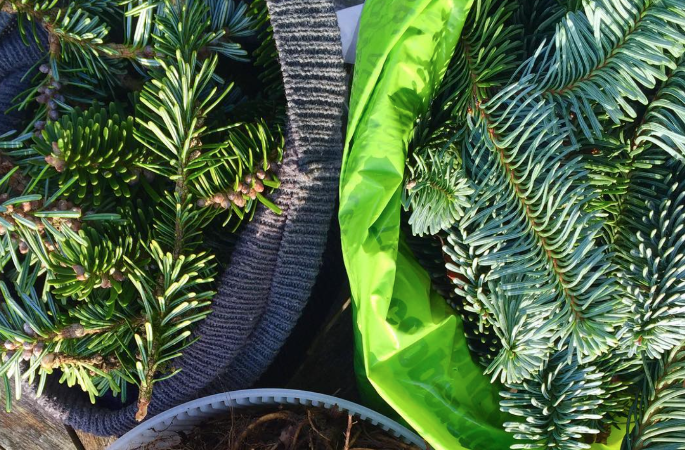Forager’s Guide to Conifers – Galloway Wild Foods