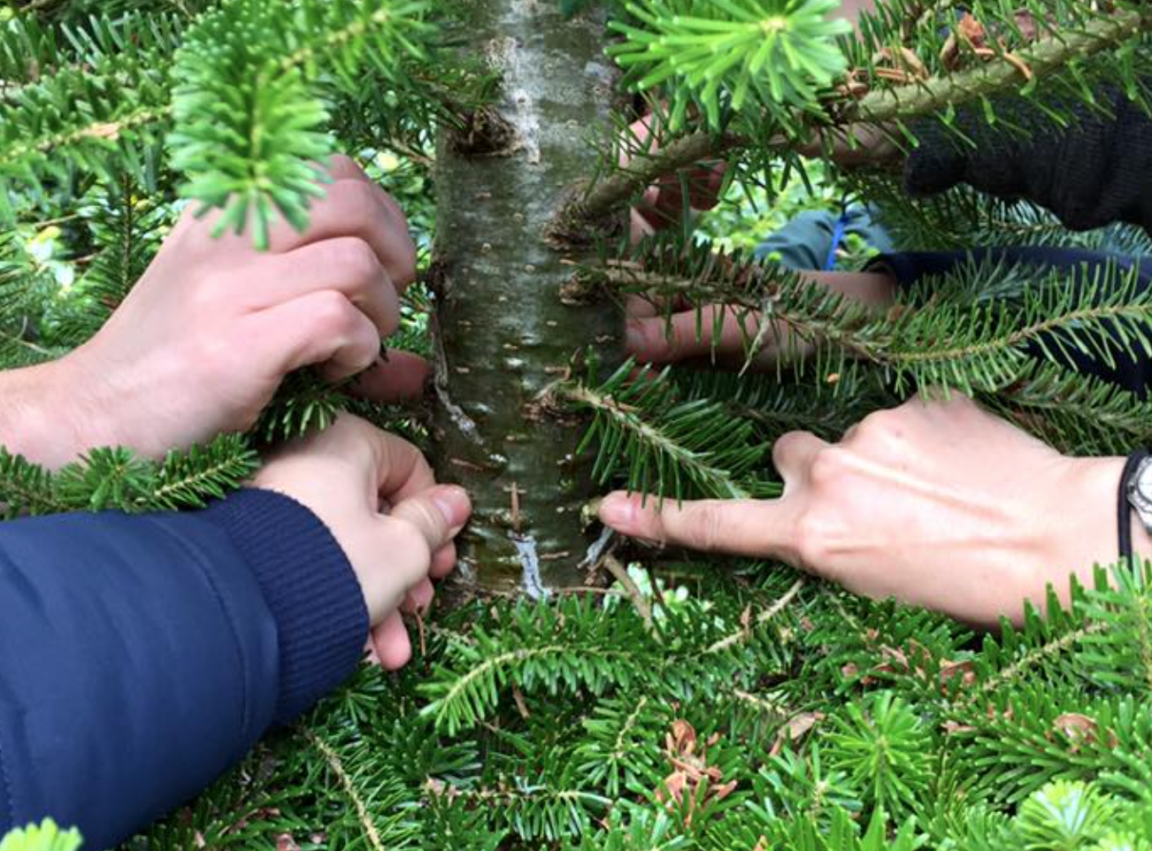 Forager’s Guide to Conifers – Galloway Wild Foods