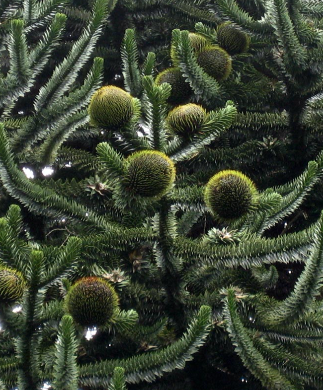 Forager’s Guide to Conifers – Galloway Wild Foods