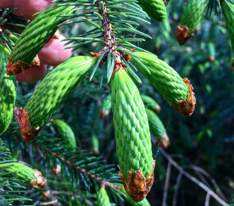 Forager’s Guide to Conifers – Galloway Wild Foods