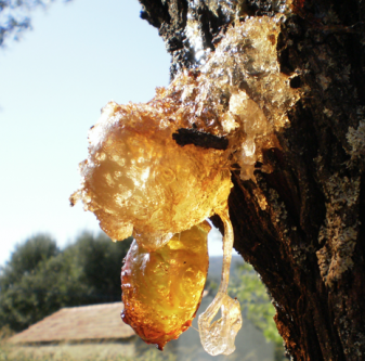 Forager’s Guide to Conifers – Galloway Wild Foods