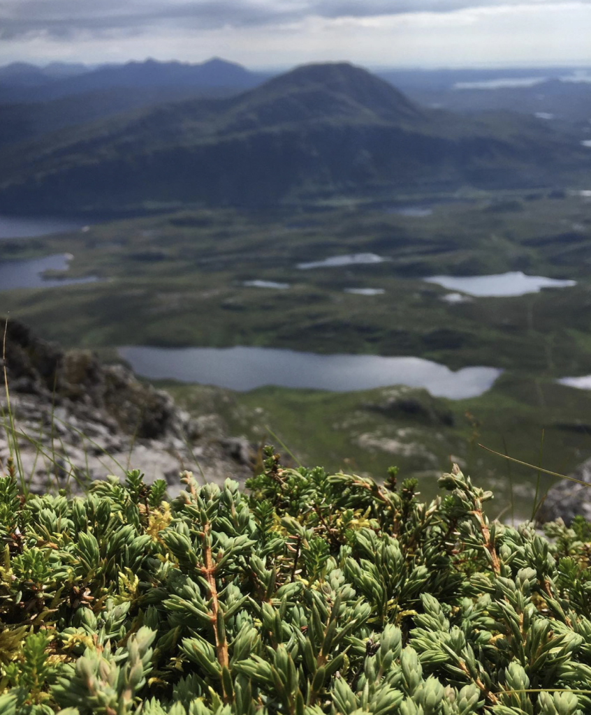 Forager’s Guide to Conifers – Galloway Wild Foods