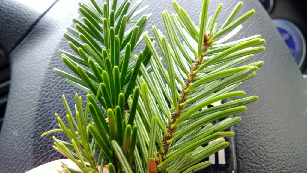 Forager’s Guide to Conifers – Galloway Wild Foods