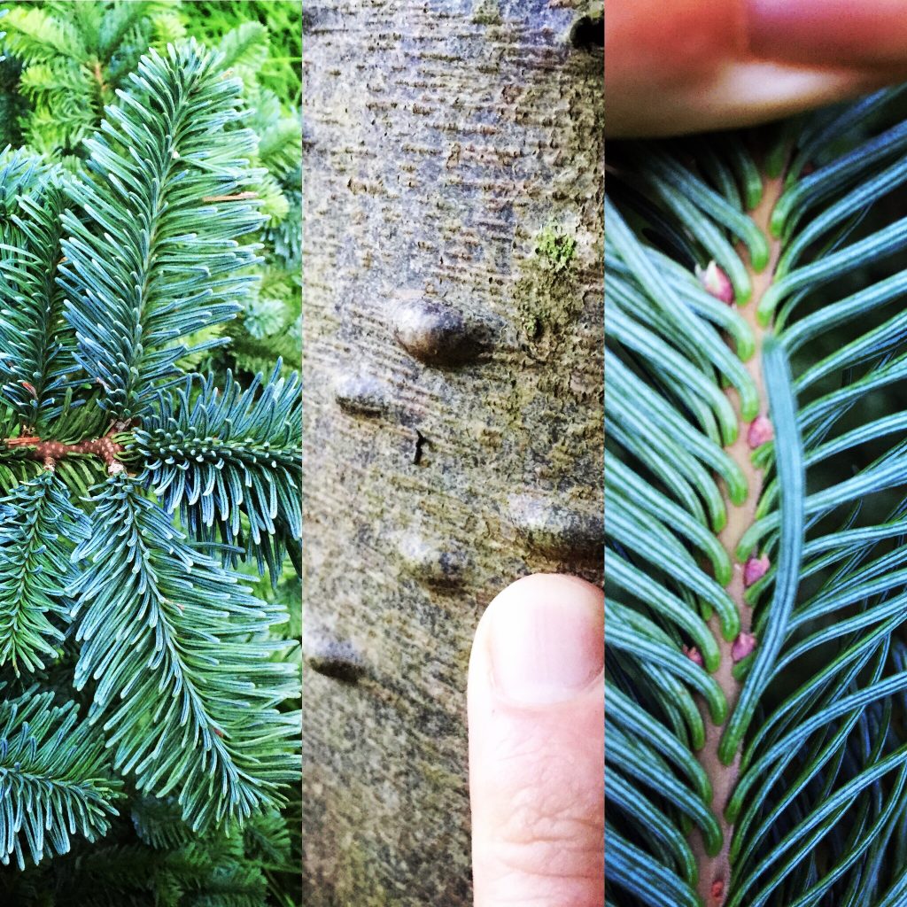 Forager’s Guide to Conifers – Galloway Wild Foods