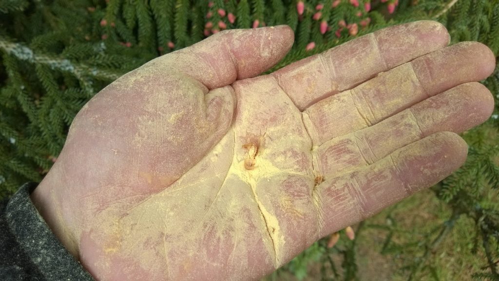 Forager’s Guide to Conifers – Galloway Wild Foods