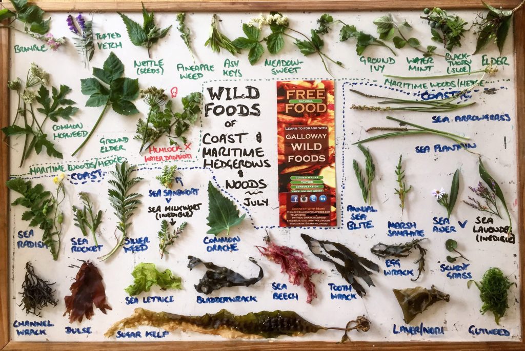 Galloway Wild Foods – Foraging in Scotland's bountiful Southwest