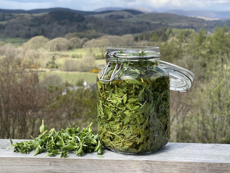 Galloway Wild Foods – Foraging in Scotland's bountiful Southwest