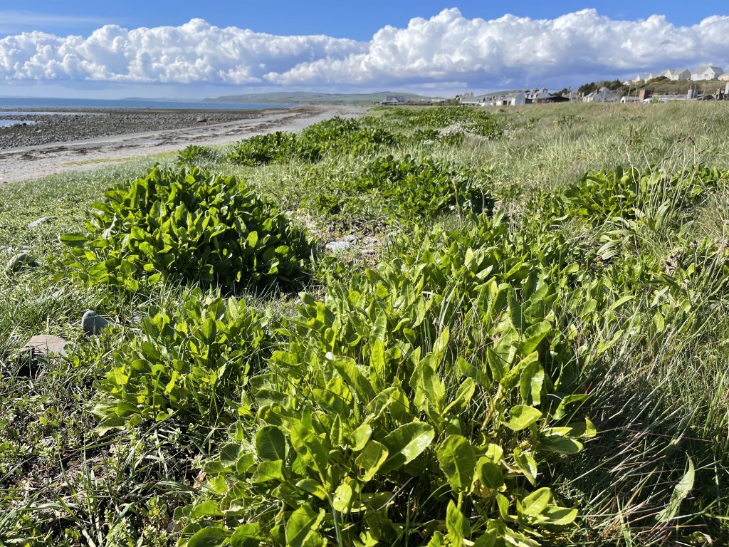 Sea beet – Identification, Distribution, Edibility, Sustainable ...