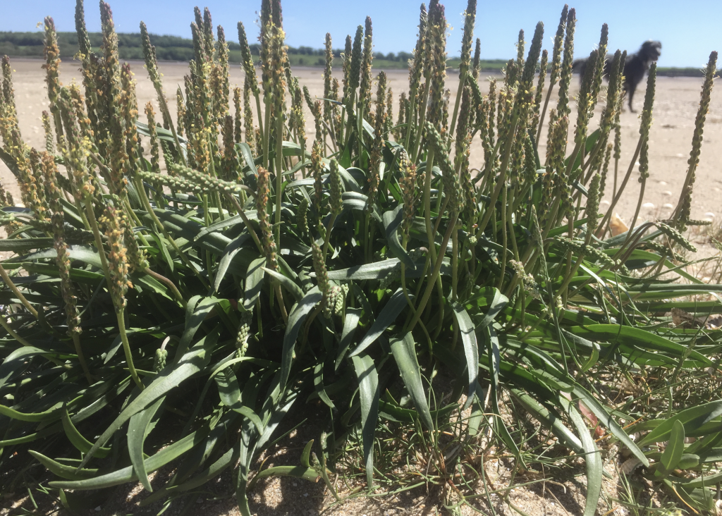 Sea Plantain – Identification, Edibility, Distribution, Ecology ...