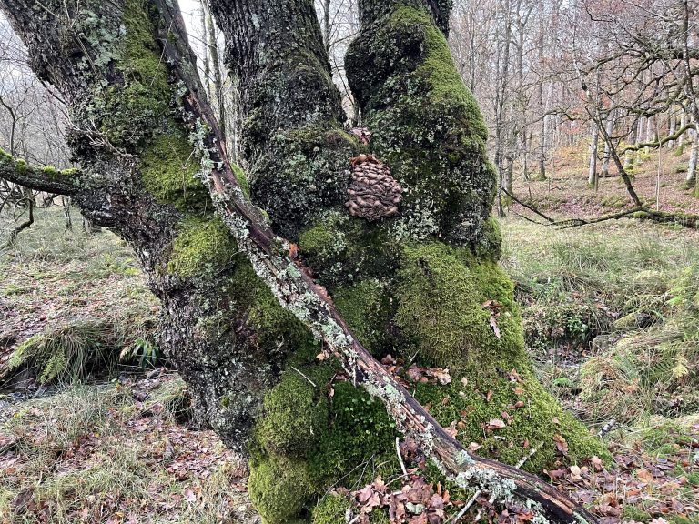 Hen of the Woods – Identification, Edibility, Distribution, Medicinal ...