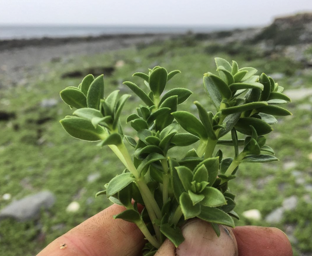 Sea Sandwort – Identification, Edibility, Distribution, Ecology ...