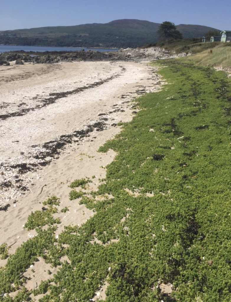 Sea Sandwort – Identification, Edibility, Distribution, Ecology ...