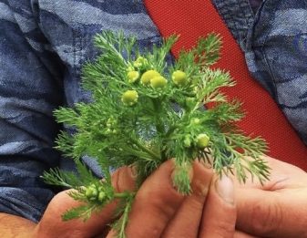 Pineapple Weed – Identification, Edibility, Distribution, Ecology ...