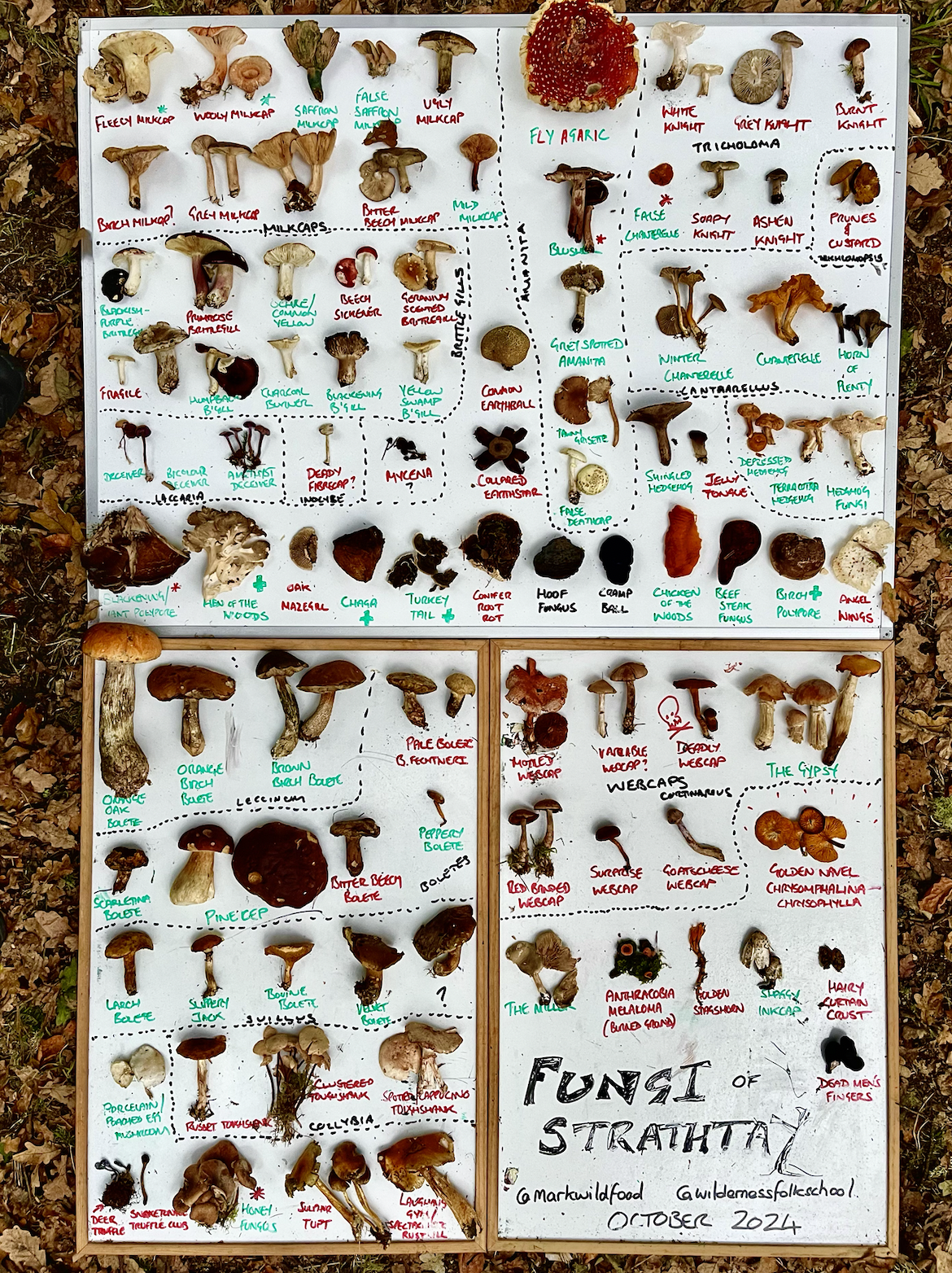 Wild Mushroom & Bushcraft Camp, Perthshire – Galloway Wild Foods